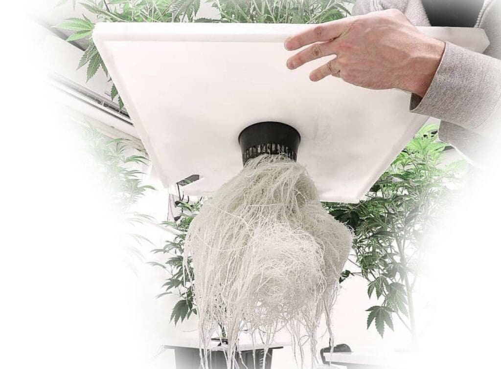 Hydroponic Growers Blog - Hydra Unlimited