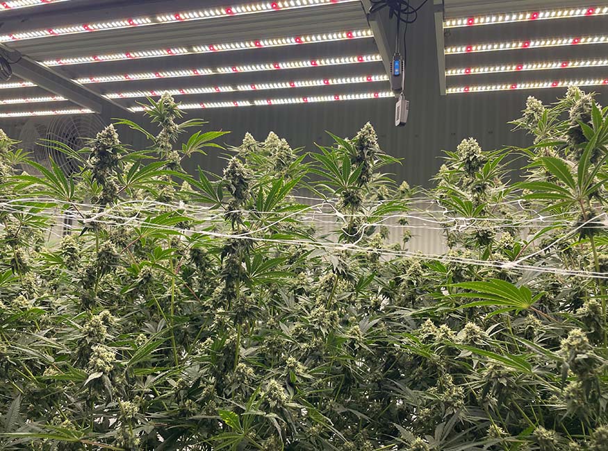 RDWC System - Commercial Hydroponic Systems