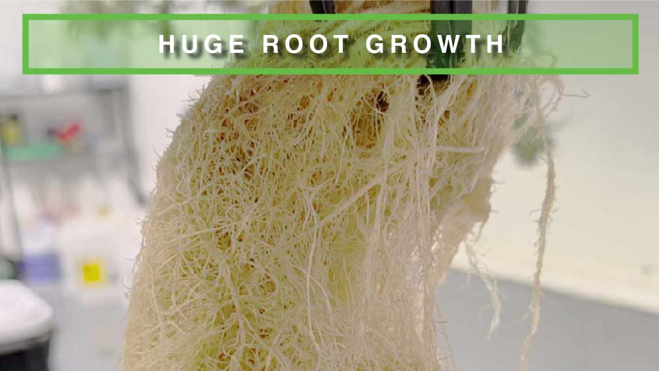 Root Halo Net Pot - Zero-Media Snap-In Hydroponic Solution