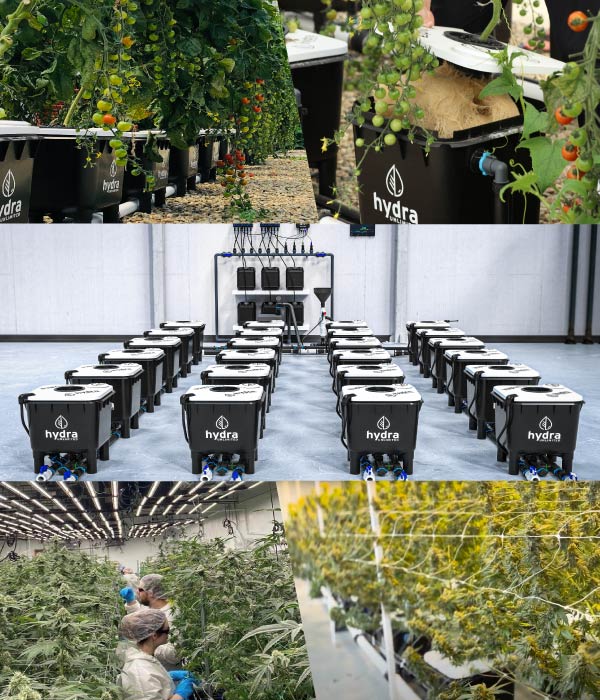 Hydroponic Grow System - DWC Hydroponics | Hydra Unlimited